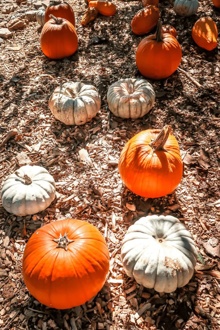 15 Activities To Add To Your Fall Bucket List This Year